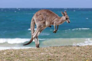 Types Of Kangaroos: The Six Kangaroo Species Of Australia