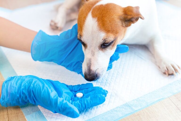 How To Choose The Safest Flea Treatment For Dogs