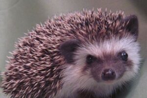 Hedgehog Colors: The Ultimate Guide To Varieties And Morphs