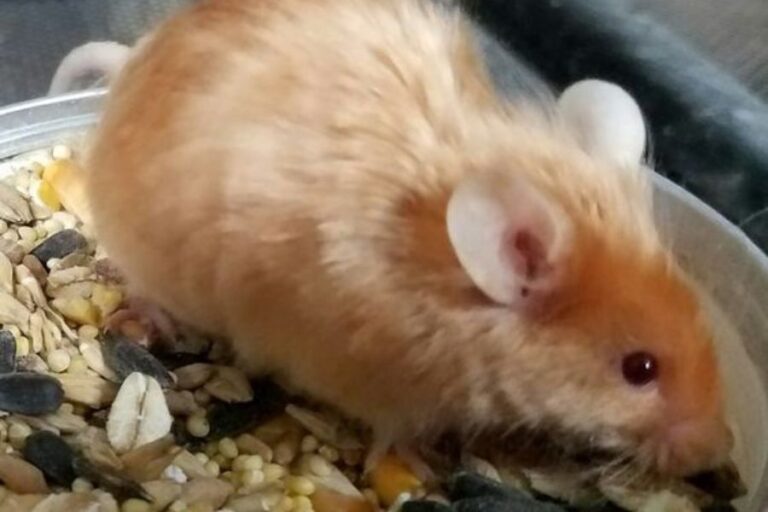 Types Of Pet Rats: Breeds, Colors & Patterns Of Fancy Rats