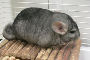 Types Of Chinchilla Breeds & Their Characteristics