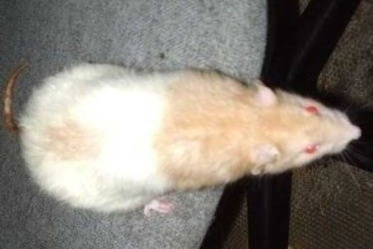 Types Of Pet Rats: Breeds, Colors & Patterns Of Fancy Rats