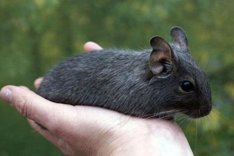 Degu Vs. Chinchilla: Which Is Better? (3 Core Differences)