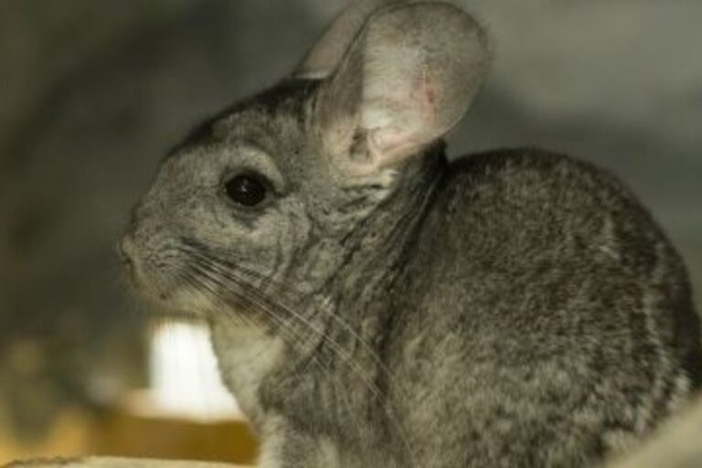Chinchilla Size And Weight: How Big Do Chinchillas Get?