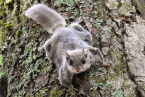 How And Where Do Squirrels Sleep? (Squirrel Sleeping Habits)