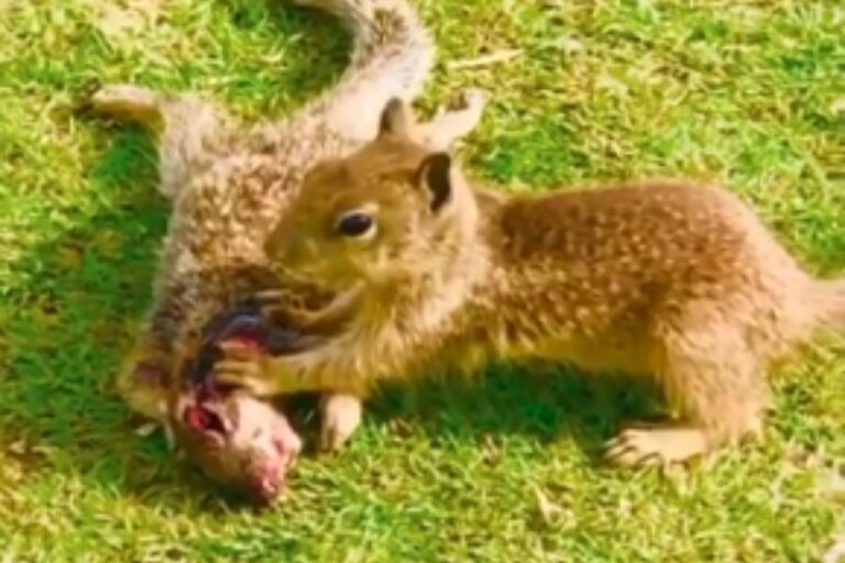 Do Squirrels Eat Meat? Should We Be Scared Of Them?