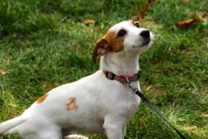 Jack Russell Colors: 7 Unique Colors And Coat Variations