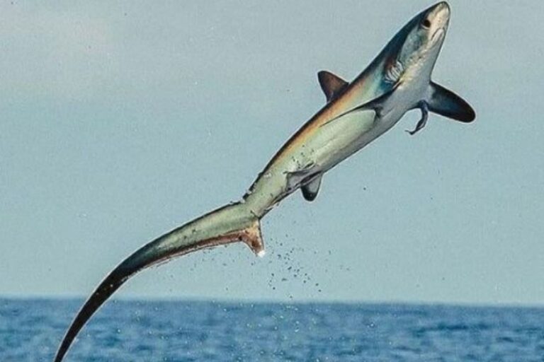 10 Animals With Long Tails (Which Animal Has The Longest?)