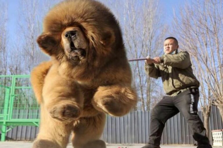 Tibetan Mastiff Size & Growth Chart: How Big Do They Get?