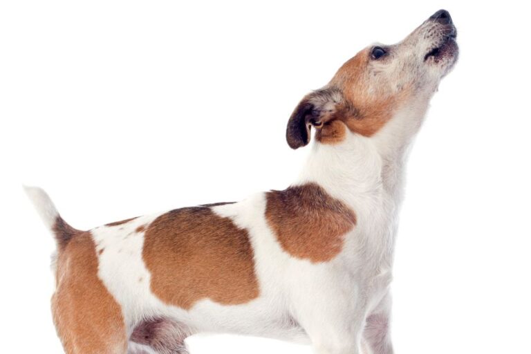 Why Is My Jack Russell Barking? (How To Stop It)