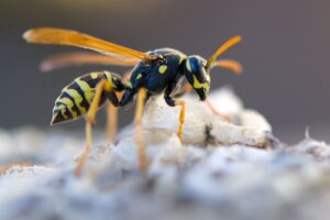 8 Common Desert Insects That Adapted To The Heat