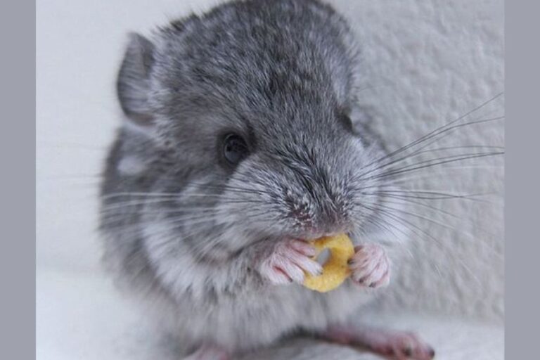 Baby Chinchilla: Care, Needs, Size, And Pictures