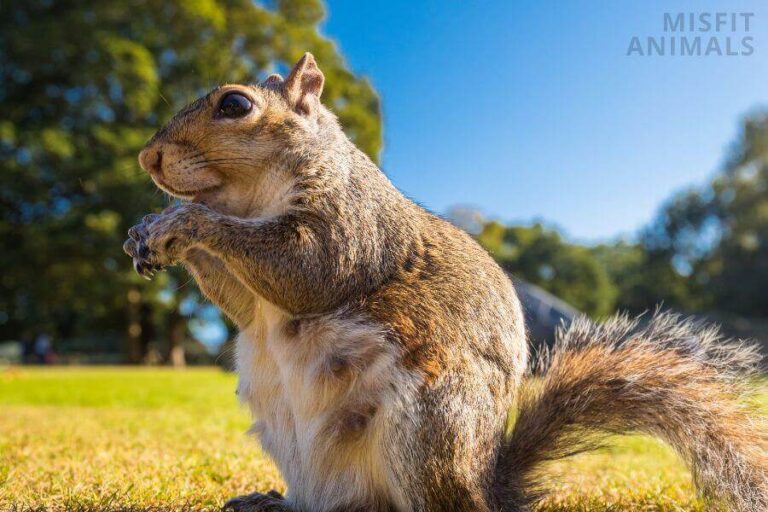 What Happens To Old Wolves In The Pack? (Are They Killed?)