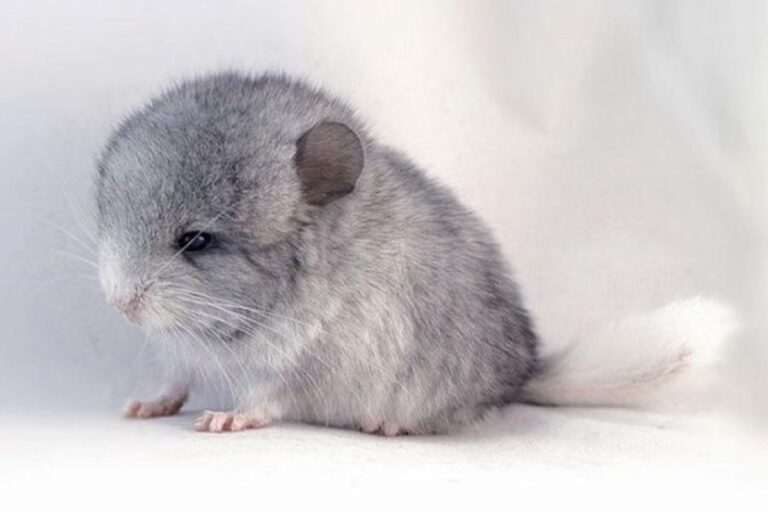 Baby Chinchilla: Care, Needs, Size, And Pictures