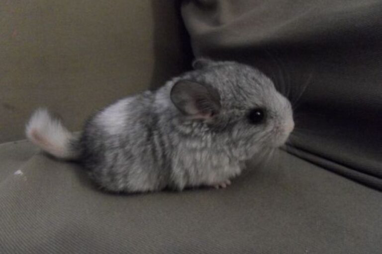 Baby Chinchilla: Care, Needs, Size, And Pictures