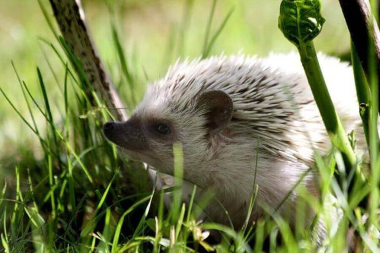African Pygmy Hedgehog: Appearance, Behavior, And Pet Care