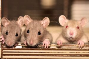How Big Do Rats Get: Pet Rats Vs. Wild Rats Size