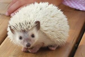 Hedgehog Colors: The Ultimate Guide To Varieties And Morphs