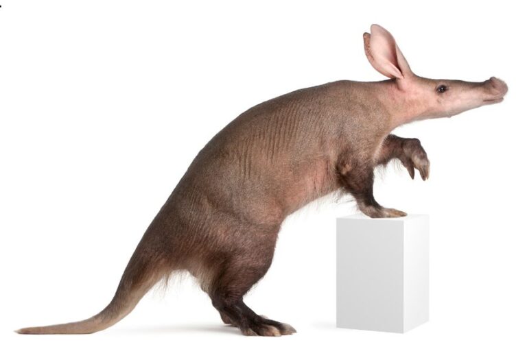 11 Animals With Trunks (With Pictures And Facts)