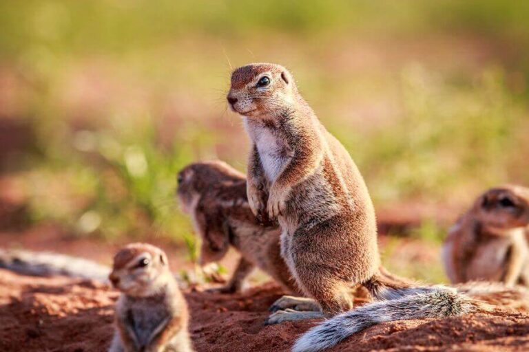 Feeding Squirrels: Should You? (Best & Worst Foods To Feed)