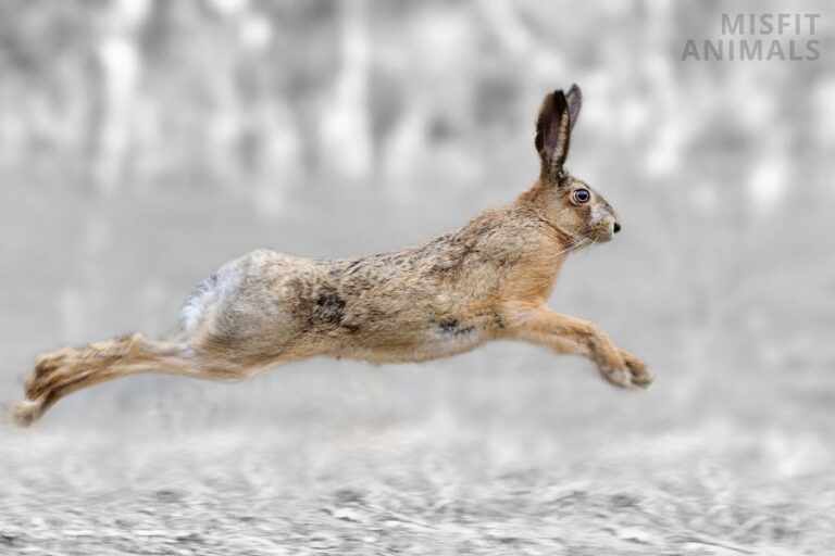 List Of Two-Legged Animals That Will Amaze You (12 Examples)