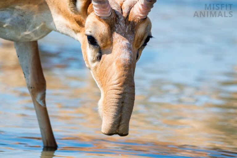 11 Animals With Trunks (With Pictures And Facts)