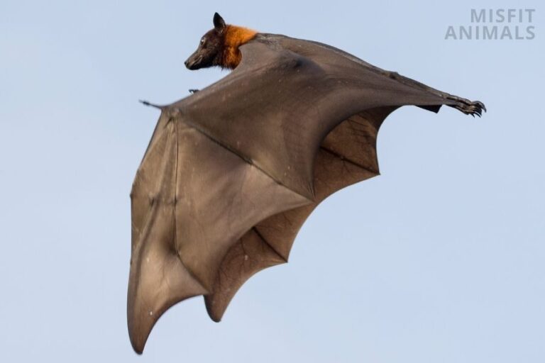 Animals With Wings That Fly (That Aren NOT Birds)