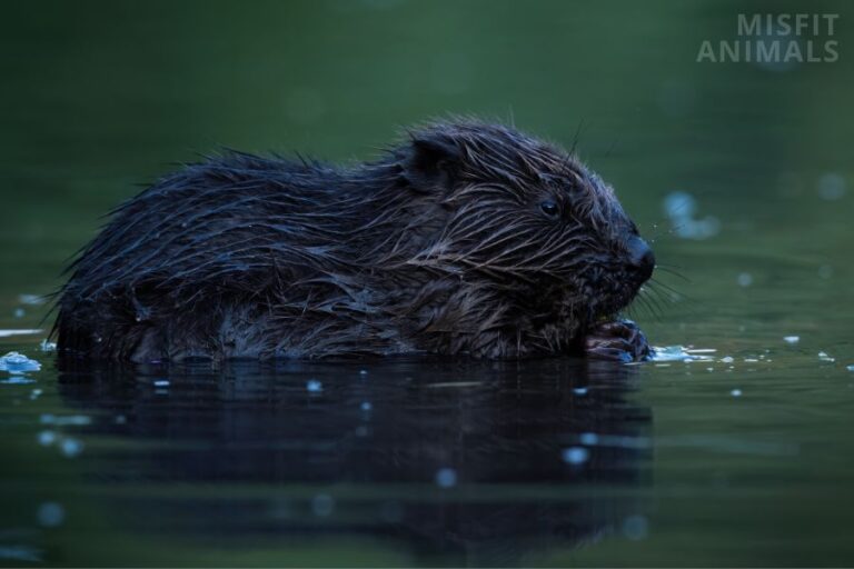 Are Beavers Nocturnal? (Beavers’ Sleep & Activity Patterns)
