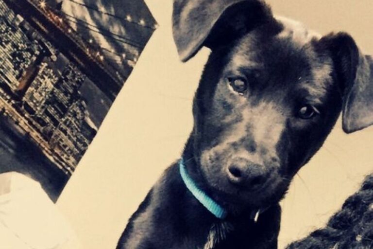 Jack Russell Lab Mix (Jackador): Breed Appearance & Needs