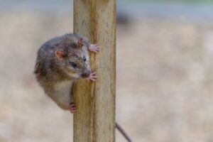 Can Rats Climb? (Are They Good Climbers And Jumpers?)