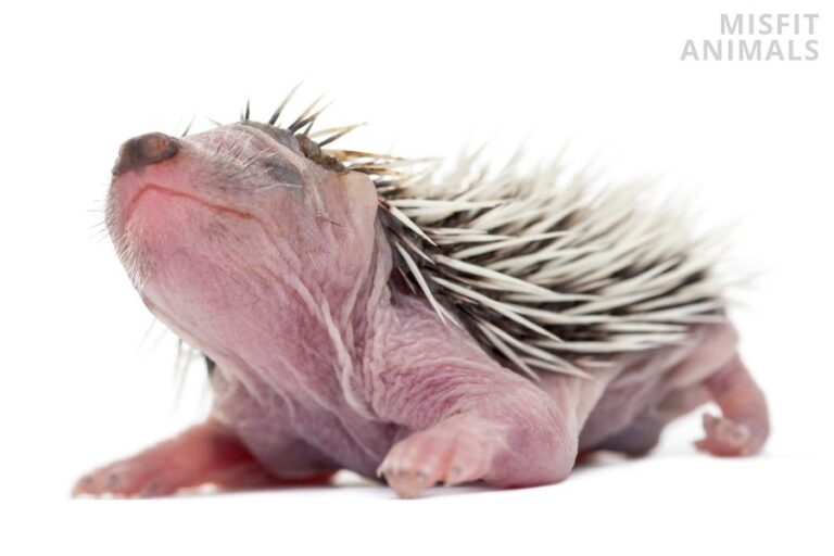 Hedgehog Size: How Big Does A Hedgehog Get? | Misfit Animals