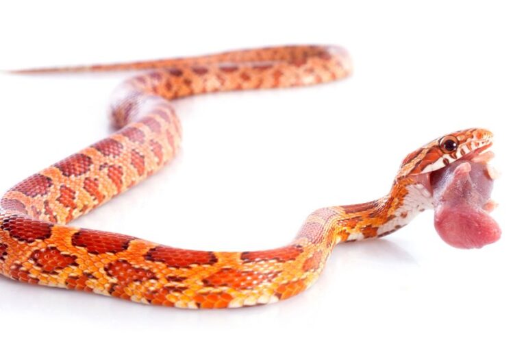 Baby Rats: Life Cycle, Appearance, Dangers & Care