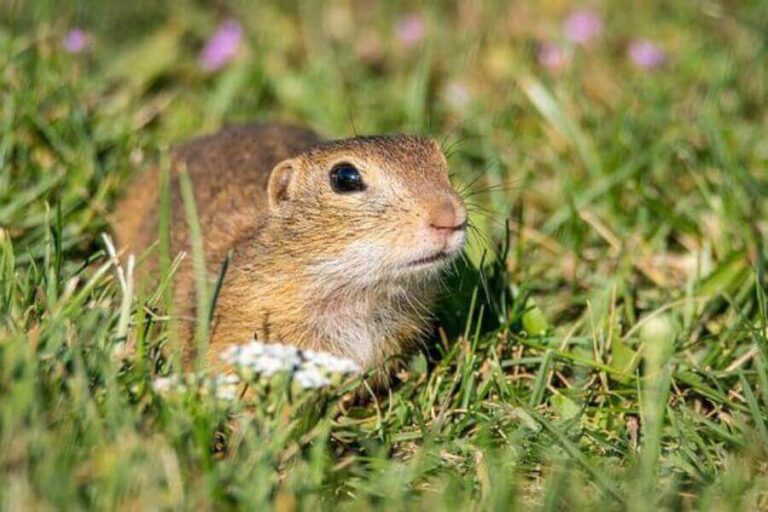 Gopher Vs. Beaver: Main Differences & How To Tell Them Apart