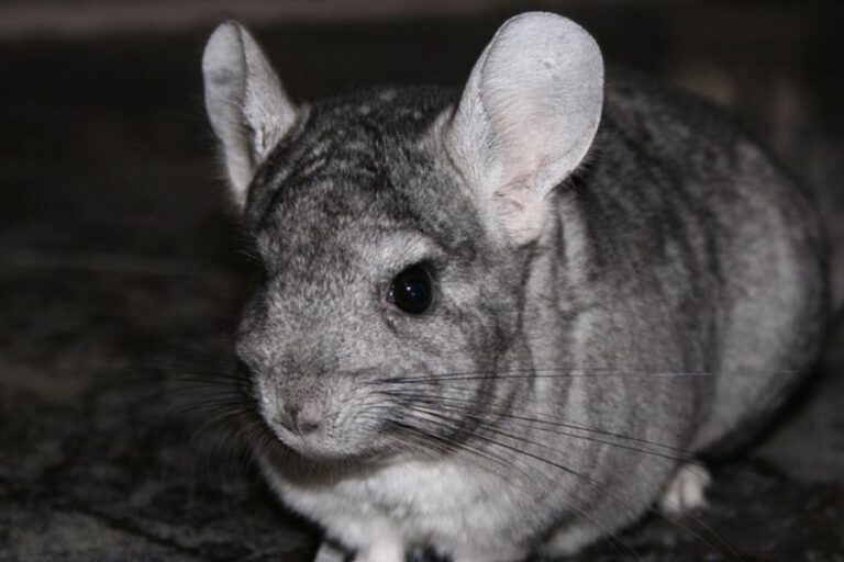 Black Chinchilla: The Darkest Chinchilla Breed