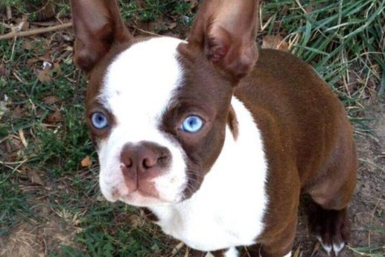 13 Boston Terrier Colors (All Shades & Combinations)