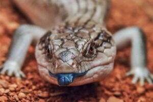 10 Animals With Long Tongues (Pictures And Facts)