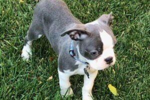 13 Boston Terrier Colors (All Shades & Combinations)