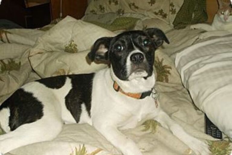 Boston Terrier Jack Russell Mix (Bo-Jack): Breed Overview