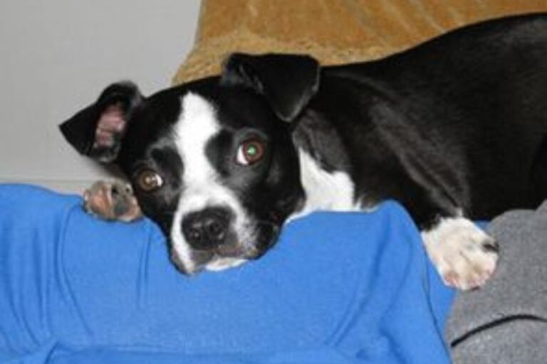 Boston Terrier Jack Russell Mix (Bo-Jack): Breed Overview