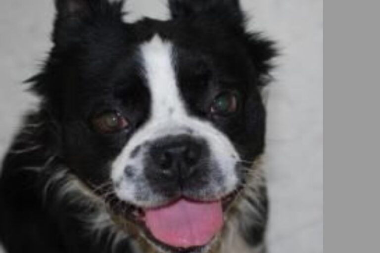 Boston Terrier Mix: 27 Boston Terrier Mixes With Traits