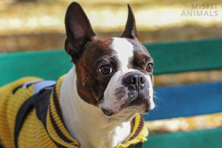13 Boston Terrier Colors (All Shades & Combinations)