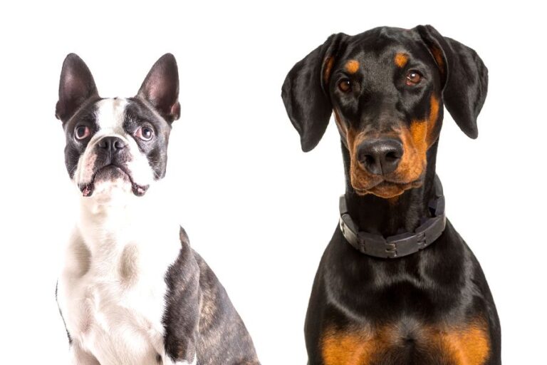 Boston Terrier Mix: 27 Boston Terrier Mixes With Traits