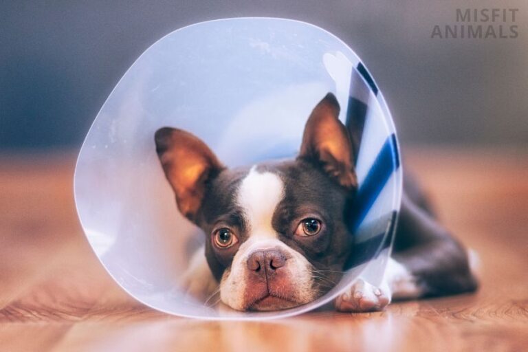 16 Boston Terrier Health Issues To Look Out For