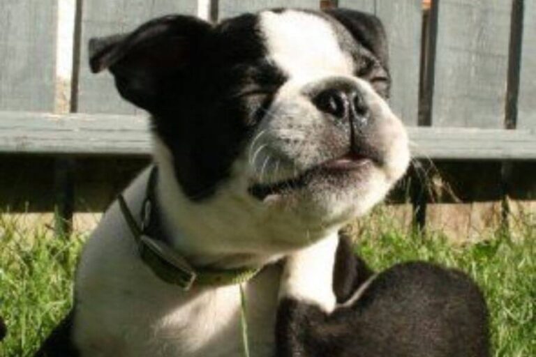 16 Boston Terrier Health Issues To Look Out For