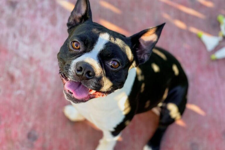Boston Terrier Boxer Mix (Boston Boxer): Breed Overview