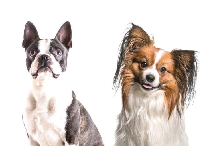 Boston Terrier Mix: 27 Boston Terrier Mixes With Traits