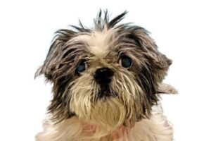 Boston Terrier Mix: 27 Boston Terrier Mixes With Traits