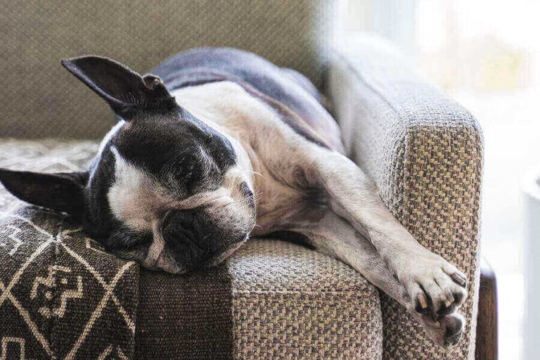 16 Boston Terrier Health Issues To Look Out For