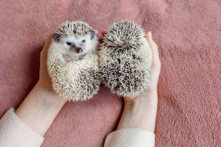 Hedgehog Breeding And Reproduction: How To Breed Them