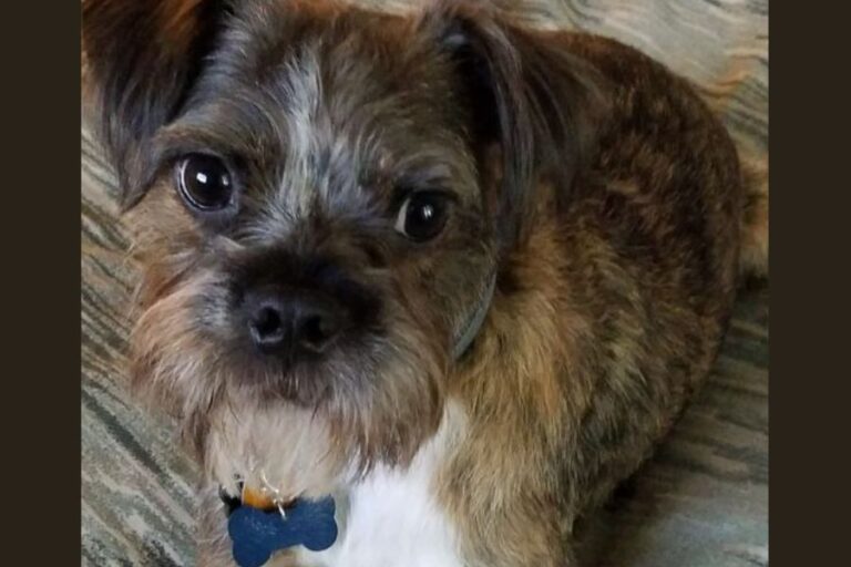 Boston Terrier Mix: 27 Boston Terrier Mixes With Traits